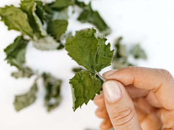 Embrace the essence of Midsummer with Wild Strawberry Leaf tea – Plukt